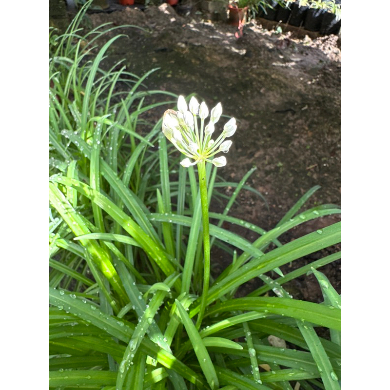 Royale Chives | green dragon chives 青龙草live plant | Shopee Malaysia