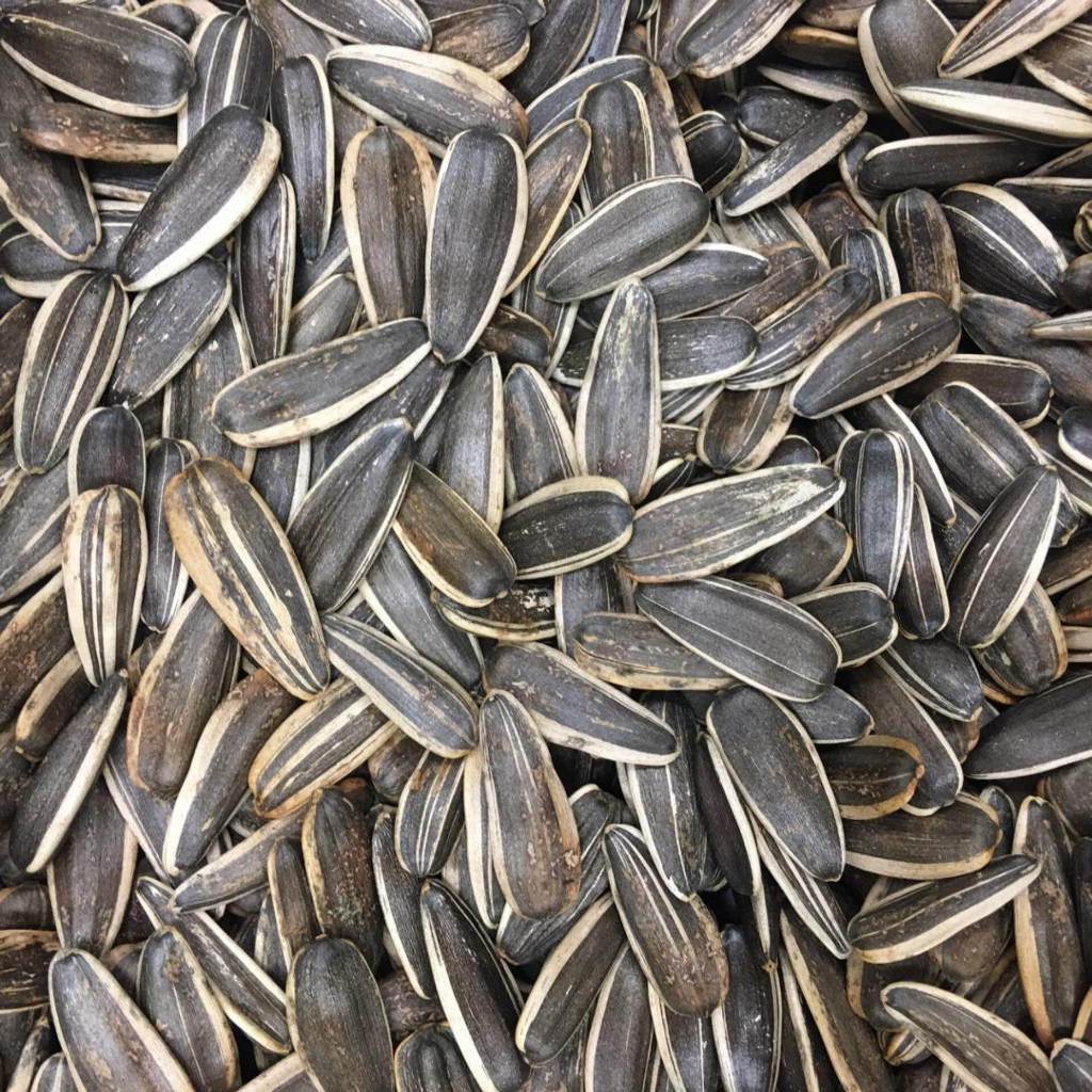 Kuaci Bunga / Sunflower Seeds - 1kg - 500g & 250g | Shopee Malaysia