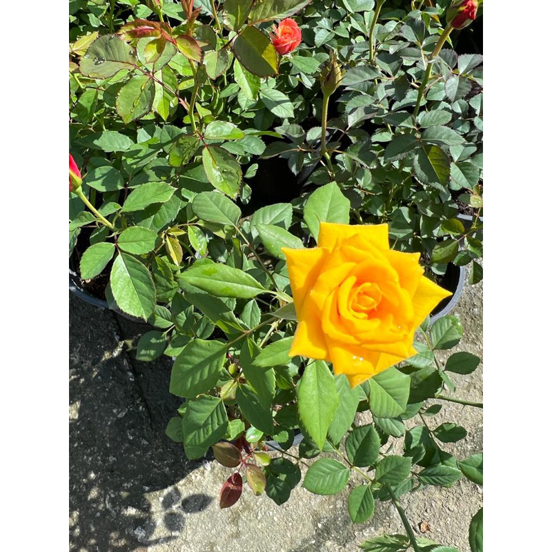 Ros Kampung Tahan Panas Pelbagai Warna ( Direct Sunlight ) - Random Color | Shopee Malaysia