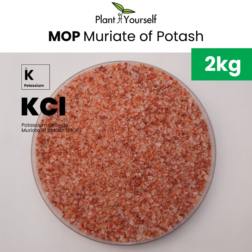 [2kg] Muriate of Potash (MOP) / Potassium chloride 0-0-60 | Shopee Malaysia