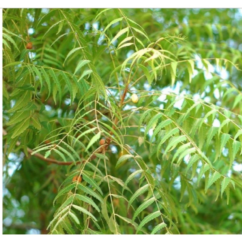 Daun Semambu / Mambu / Mamu / Fresh Neem leaves / Azadirachta Indica ...