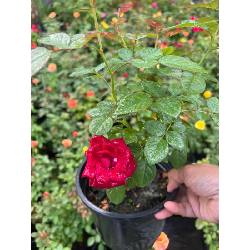 Ros Kampung Tahan Panas / Outdoor Direct Sunlight Roses | Shopee Malaysia