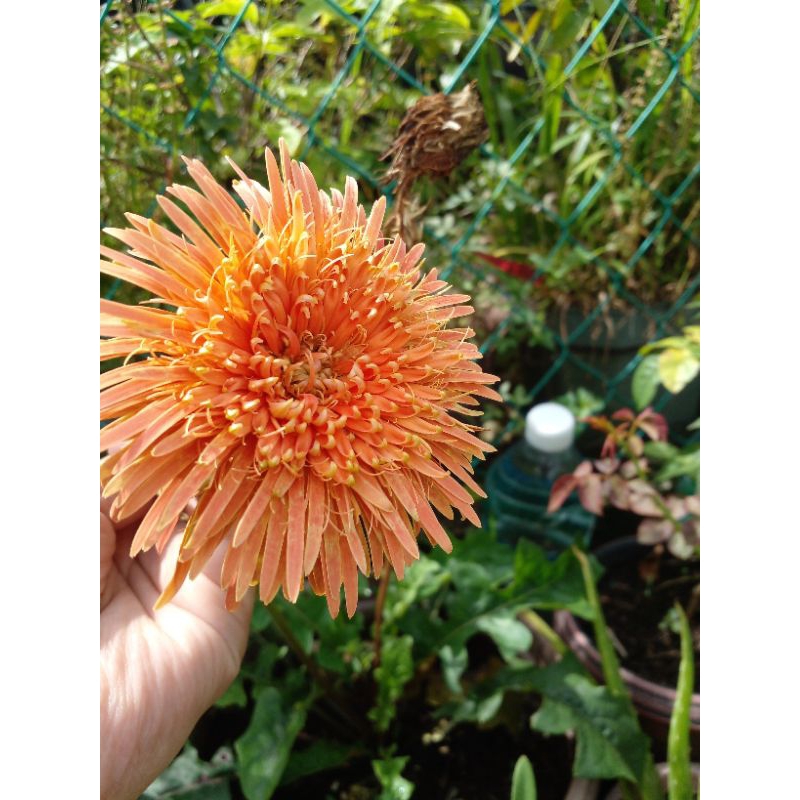 Pokok Bunga Daisy Warna Peach | Shopee Malaysia