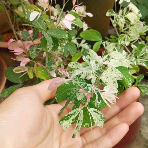 2-3 Keratan Cutting/ Pithecellobium dulce 'Variegated'/ Variegated ...