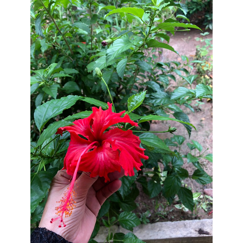 KERATAN BATANG BUNGA RAYA MERAH ( 1 KERATAN ) | Shopee Malaysia