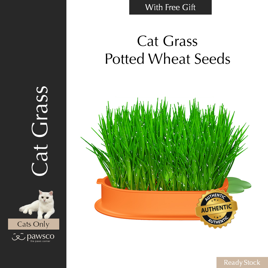 Rumput Kucing dalam Pasu / Cat Grass Potted Wheat Seeds Soilless ...
