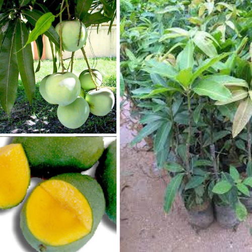 Anak Pokok Mangga Epal / Hybrid Cepat Berbuah /Apple Maggo Tree / Dalam ...