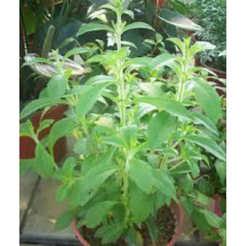 Pokok Stevia/Pokok Hidup | Shopee Malaysia