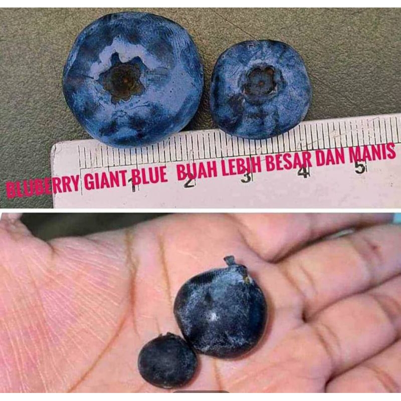 POKOK BLUEBERRY -NORDIC WILD BLUEBERRY BAKA PERU | Shopee Malaysia