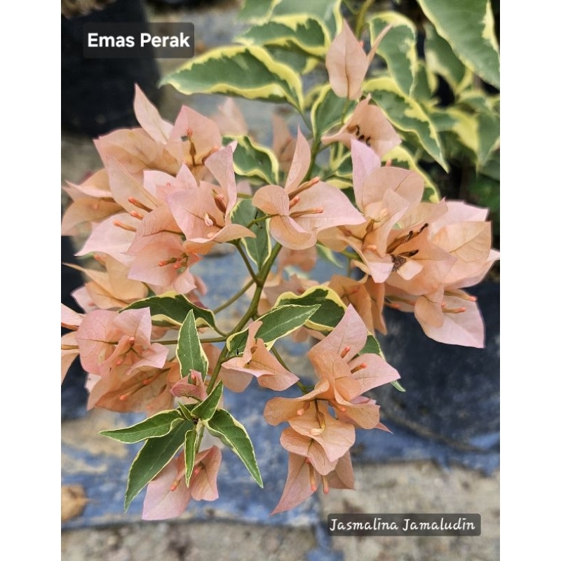Bunga Kertas Bougainvillea Emas Perak | Shopee Malaysia