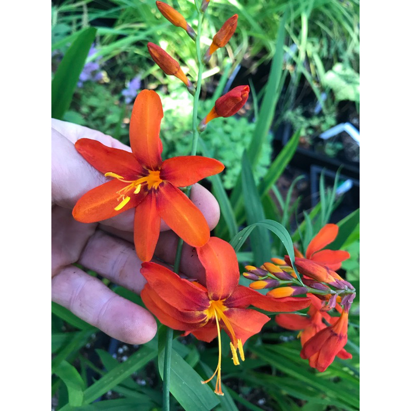 Pokok Bunga Crocosmia Red ( Iris Merah ) Irish ( pokok dalam polybag ...