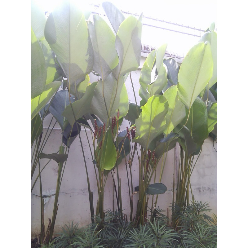 Rizom Pokok Calathea Lutea / Pokok Lerek | Shopee Malaysia