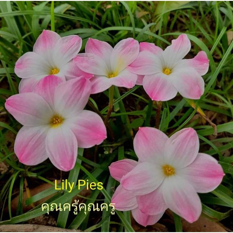 Rain lily kampung dan hybrid Thailand ( tahan panas)direct matahari | Shopee Malaysia