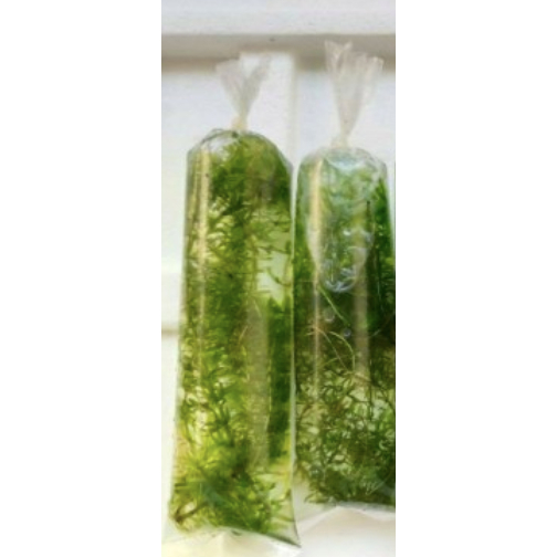 Fresh Hydrilla Rumpai Air/Duckweed 蜈蚣萍 浮萍 laga guppy Aquarium/Ponds ...