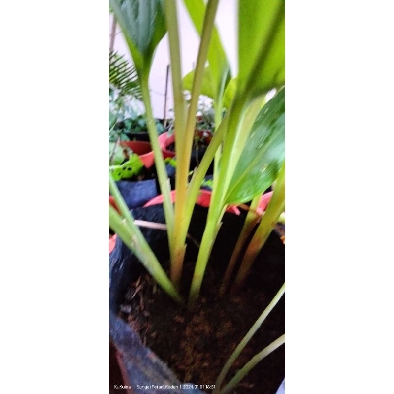 temu kunci/ anak pokok temumkunci | Shopee Malaysia