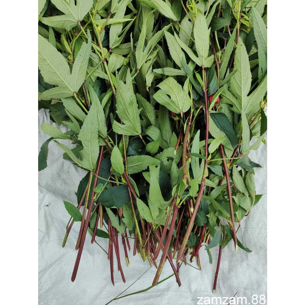 1KG Batang Keratan Pokok Muda Daun Asam / Roselle Leaf / 阿叁叶 | Shopee ...