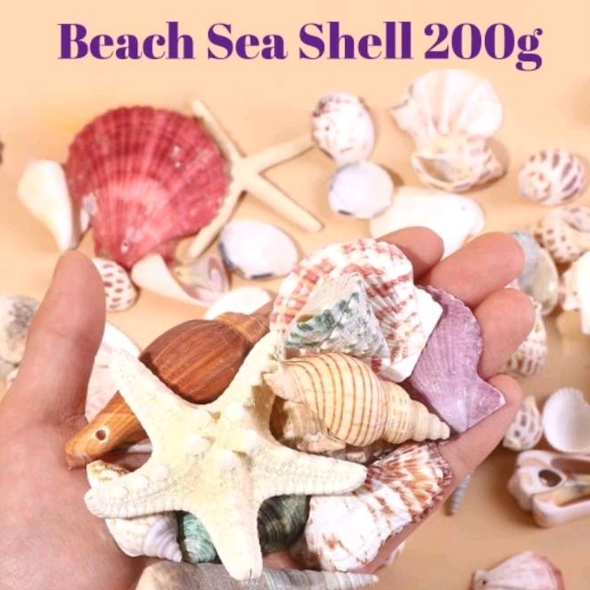 200g Mixed Sea Shell Aquarium Decoration Basket Mix Sea Shell Shell ...