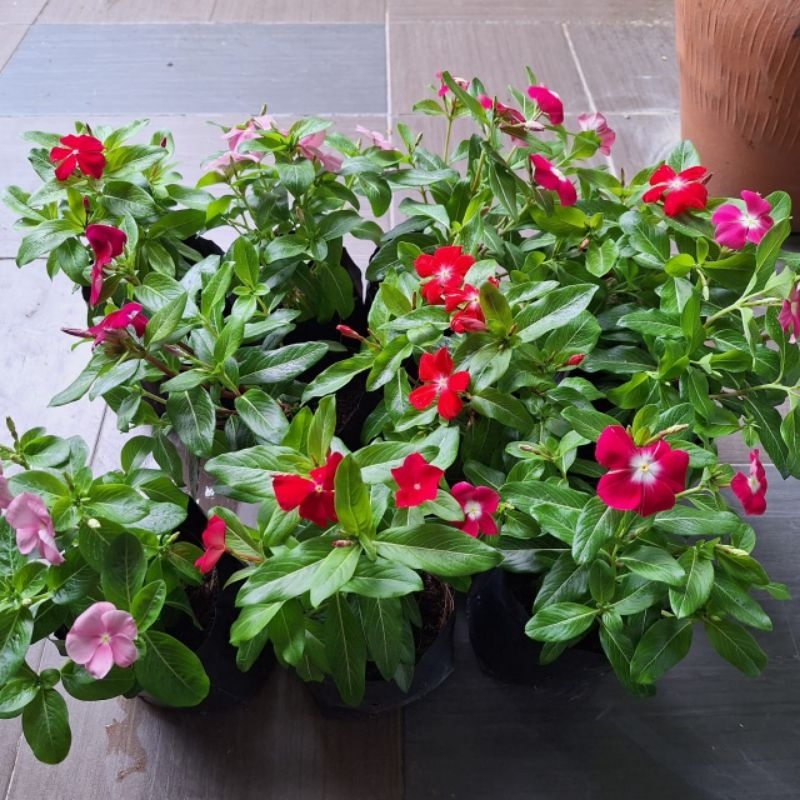 Pokok Vinca # pokok hidup tahan panas terik | Shopee Malaysia