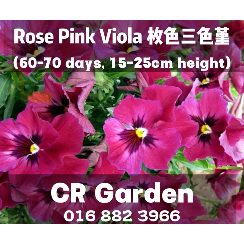 Rose Pink Viola 8 Seeds 枚色三色堇 8粒 (60-70 days, 15-25cm height) | Shopee ...