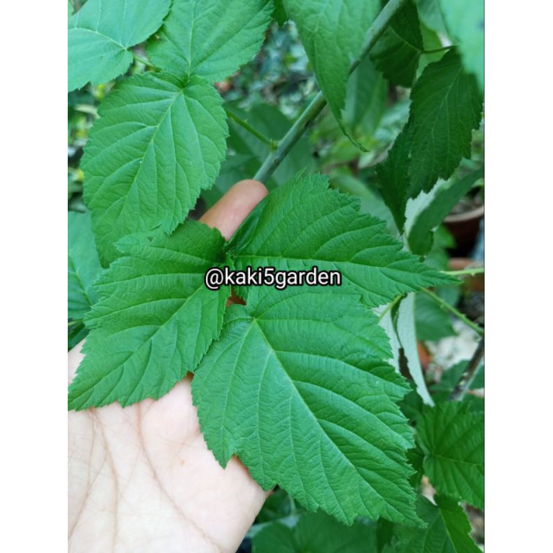 Anak Pokok Black Raspberry Leaves Fresh Daun Pokok Raspberry Tea ...