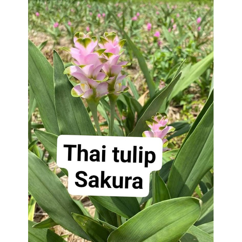 Ubi dan Pokok bunga Thai tulip (purple, merah), sakura, snowball ...