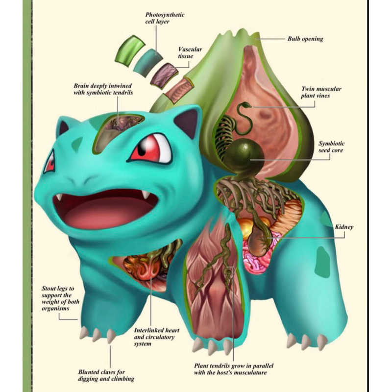 Pokemon Anatomy Guide • Art Book • Science Character Design Concept ...