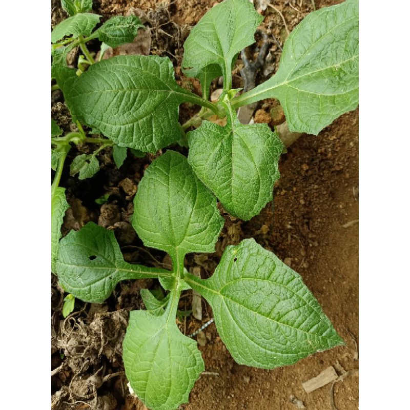 Anak pokok yacon cameron highlands | Shopee Malaysia