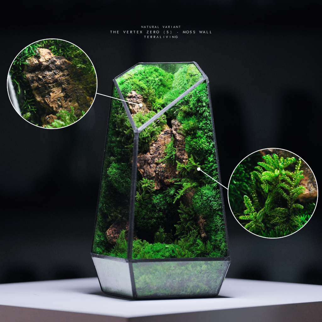 Export Grade: The Vertex ZERO (S) - Natural Moss Wall, ZERO Preserved ...