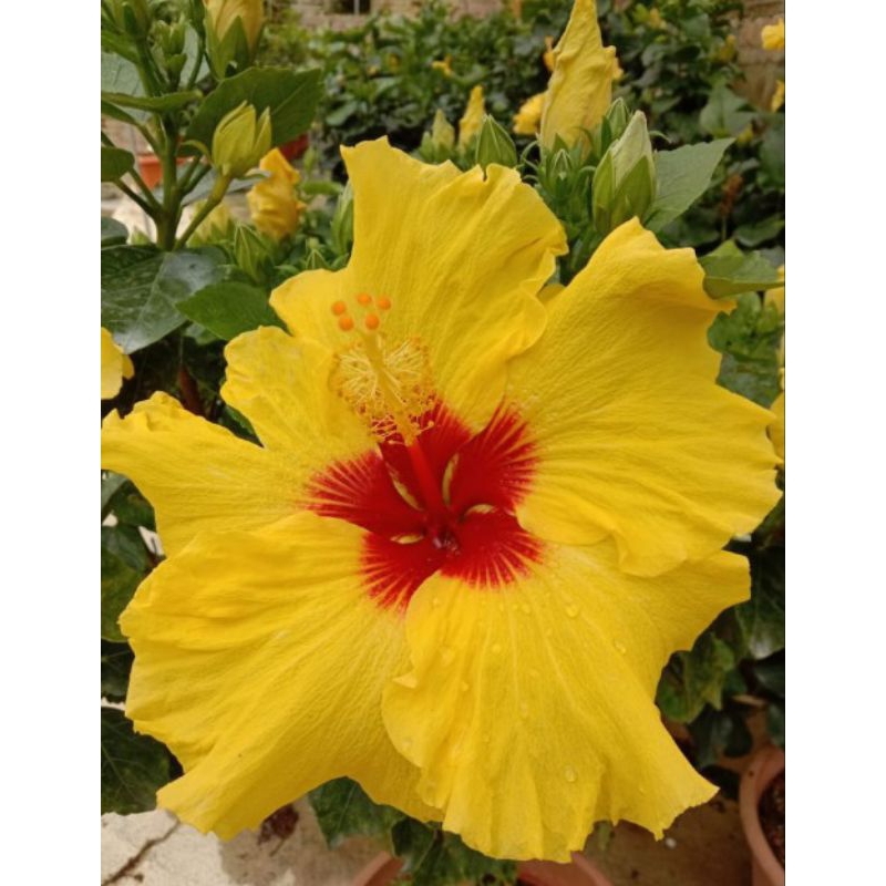 🔥🔥Bunga Raya Hybrid No.22🔥🔥 | Shopee Malaysia