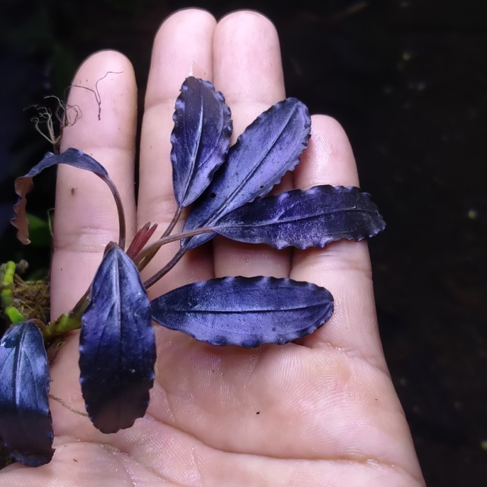 Bucephalandra Super Blue (stalk) rare aquatic plants for aquarium ...