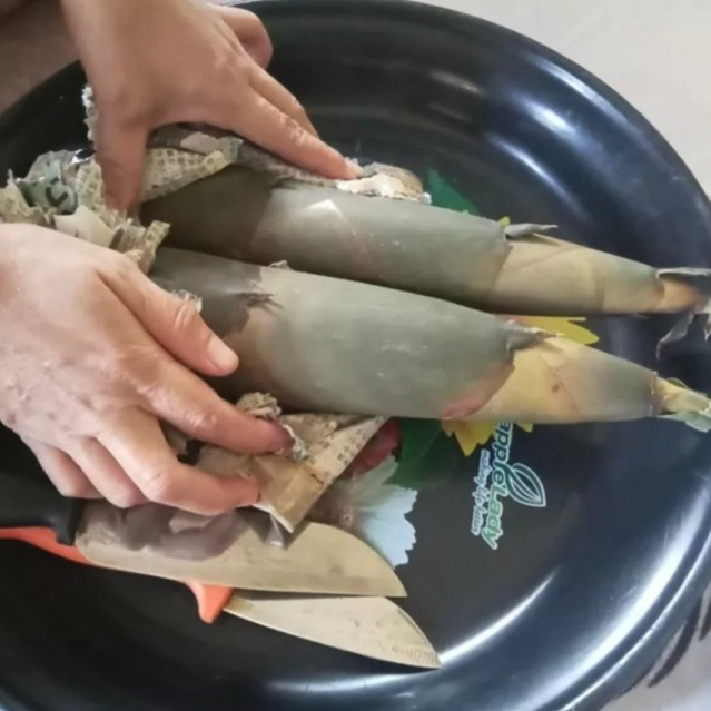REBUNG SEGAR DARI HUTAN KECIL/BESAR | Shopee Malaysia
