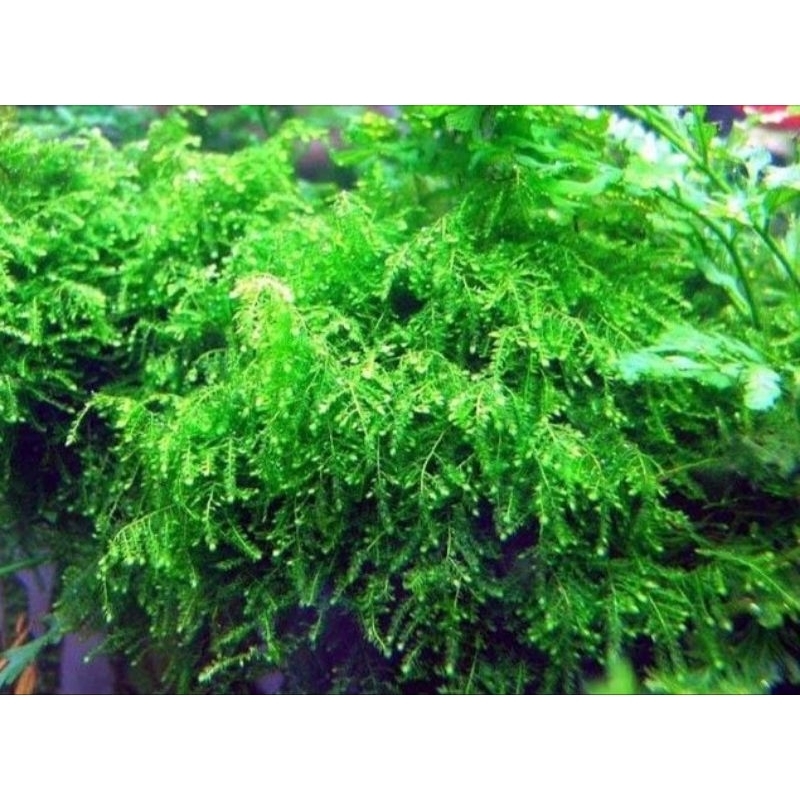 Weeping Moss 5cmx5cm Mesh (Submerged) Aquarium Plant / Aquatic Plant ...