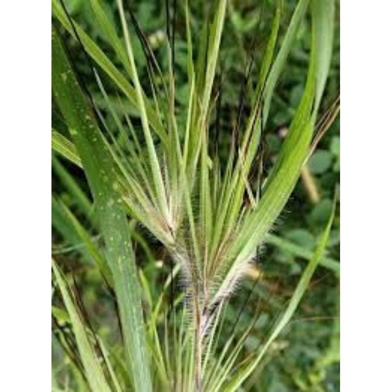 Pokok herba rumput misai adam/misai ali/ merak 10 pokok | Shopee Malaysia