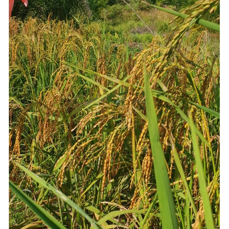 500 Biji Benih Padi Huma Aurum Matang 3 Bulan Benih Padi Bukit Jelai ...