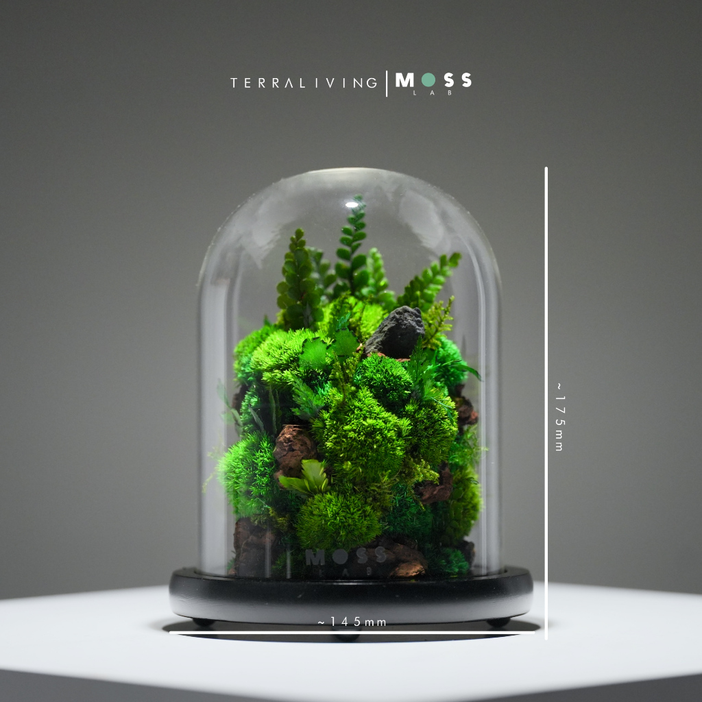 [Preserved Moss Terrarium] The Colony (M) - Fern Forest, Domestic Grade ...