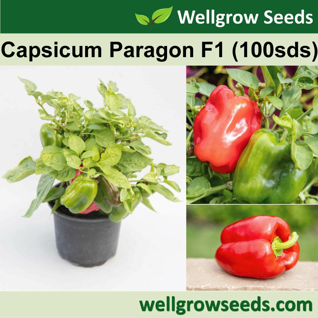 Capsicum Paragon F1 (100sds) 甜椒:典范 Vegetable Seeds Wellgrow Seeds ...