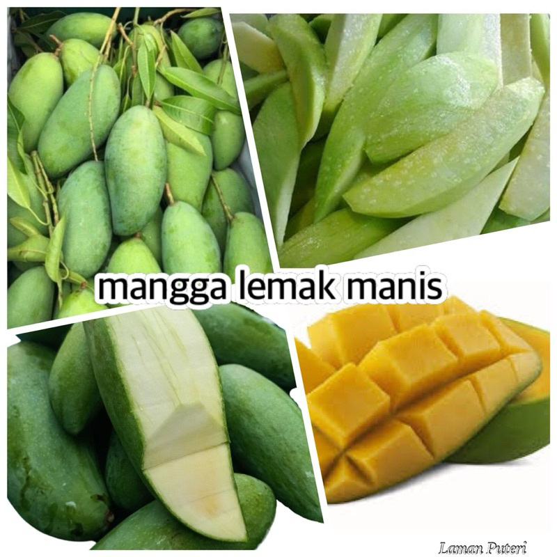 BUAH MANGGA LEMAK | BUAH PAUH LEMAK | Shopee Malaysia
