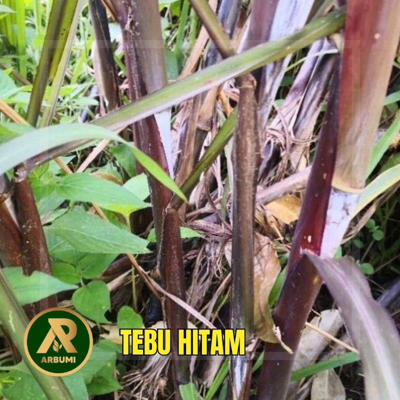 Ready Stock~Tebu Hitam Rawatan Traditional(keratan) | Shopee Malaysia