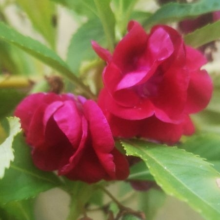 【100 seeds】Biji Bunga Seeds Impatiens Keembung Red Color Outdoor Flower ...