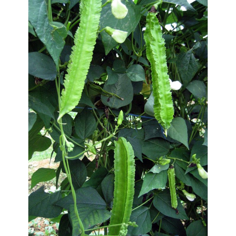 Benih Sayur KACANG BOTOL HIJAU | Shopee Malaysia