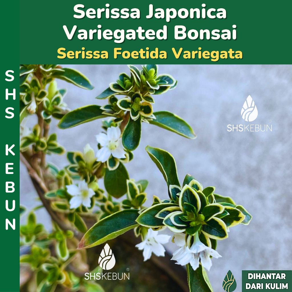 Serissa Japonica Variegated Bonsai Snow rose Indoor Outdoor Plant Pokok ...