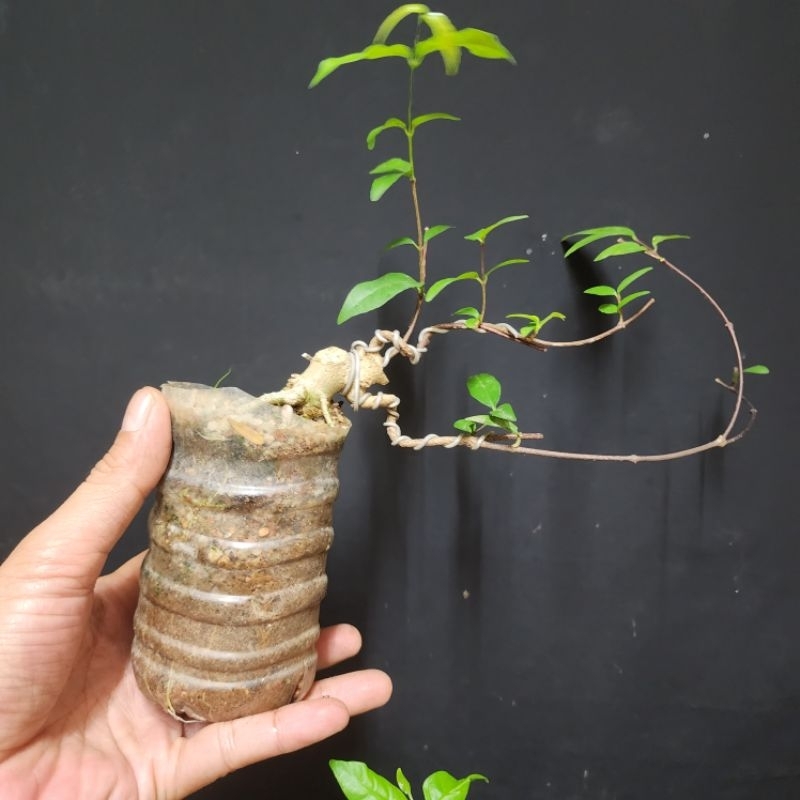 bonsai jeliti sui mei 水梅 for beginner | Shopee Malaysia