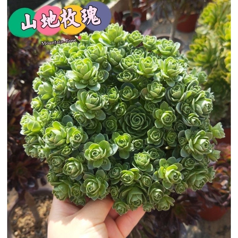 QQ-garden🌷Readystock‼️山地玫瑰(群生)Aeonium Aureum/Mountain rose(group)多肉植物 ...