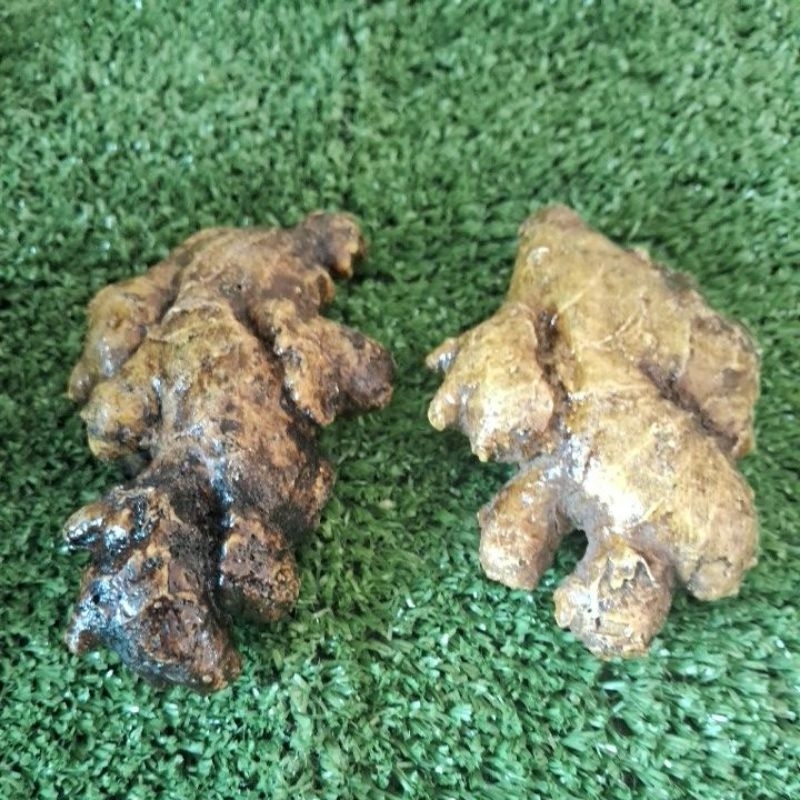 FOSSIL HALIA BATU💥💥💥 | Shopee Malaysia