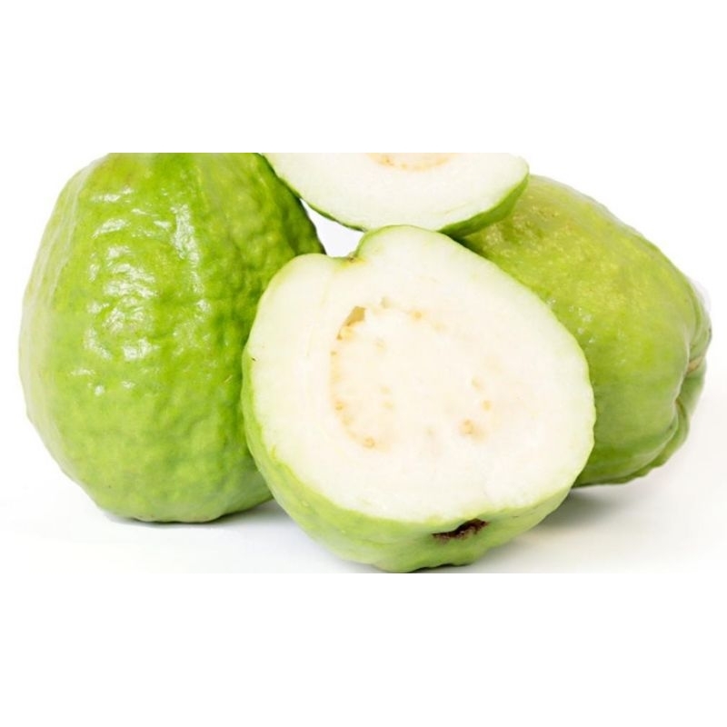 Anak pokok jambu lohan/ jambu batu | Shopee Malaysia