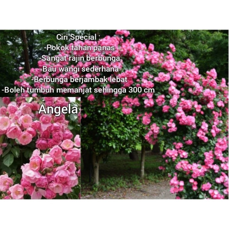 🌹Pelbagai Id I'd Ownroot Climbing English Rose Plant Anak Pokok Ros Mawar Menjalar Memanjat ...