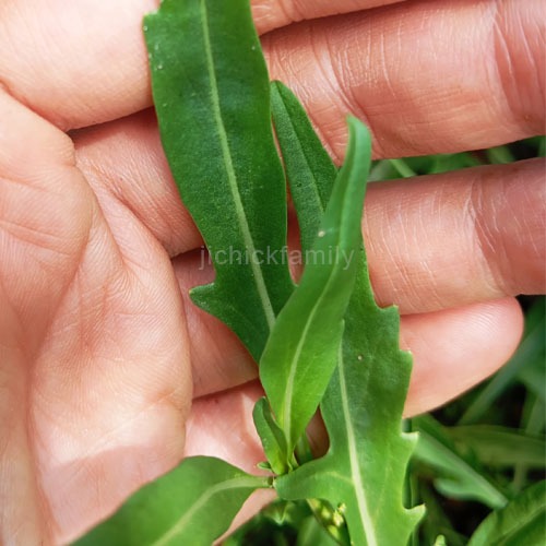 3 Keratan Cutting/ Arugula Rocket/ 小叶芝麻菜/ 火箭菜/ 臭芥子 | Shopee Malaysia