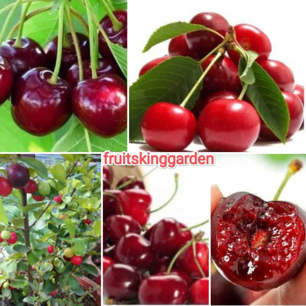Pokok Hidup Cherry Hybrid Live Plant | Shopee Malaysia