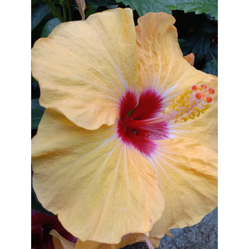 Bunga Raya Hybrid No.10 | Shopee Malaysia