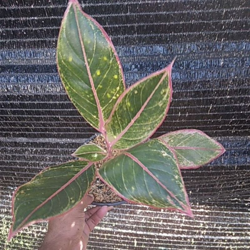 [MCUF] Aglaonema (ID Kampung) live plant suitable for Indoor or outdoor ...